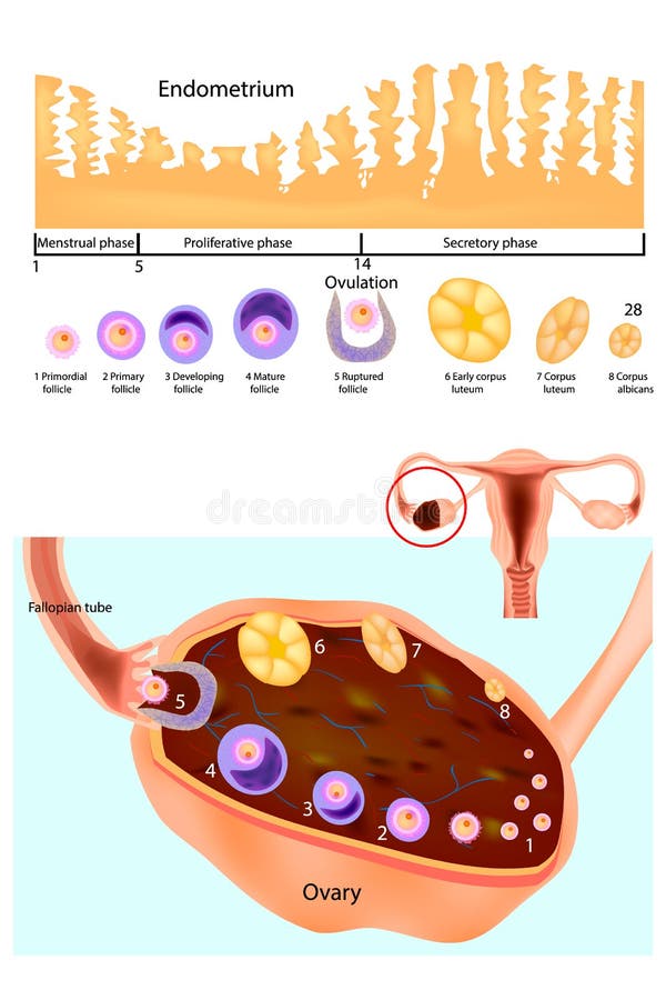 Ovary. Ovulation stock vector. Illustration of change - 18202237