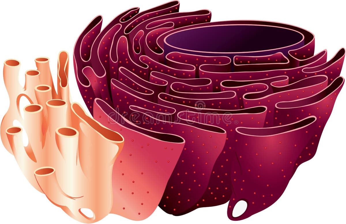 Endoplasmic Reticulum Stock Illustrations – 749 Endoplasmic Reticulum ...