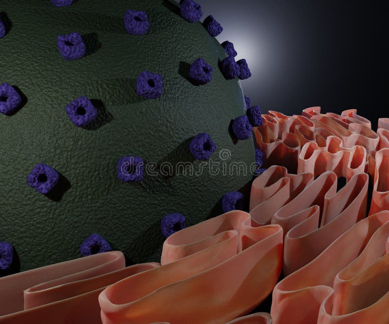 Nucleus Rough Endoplasmic Reticulum Stock Illustrations – 178 Nucleus ...