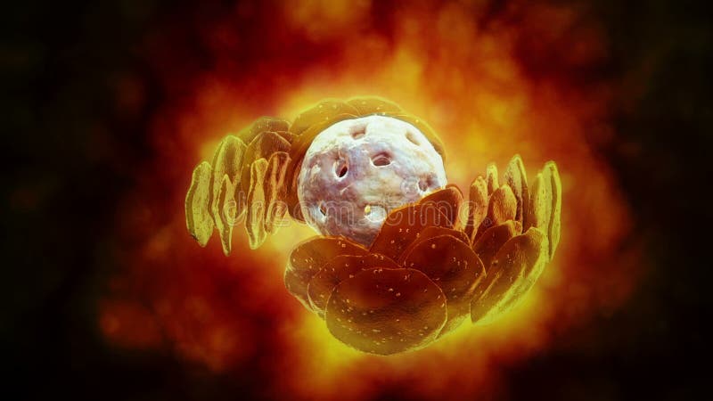 An Endoplasmic Reticulum Network Around the Cell Nucleus Stock Footage ...