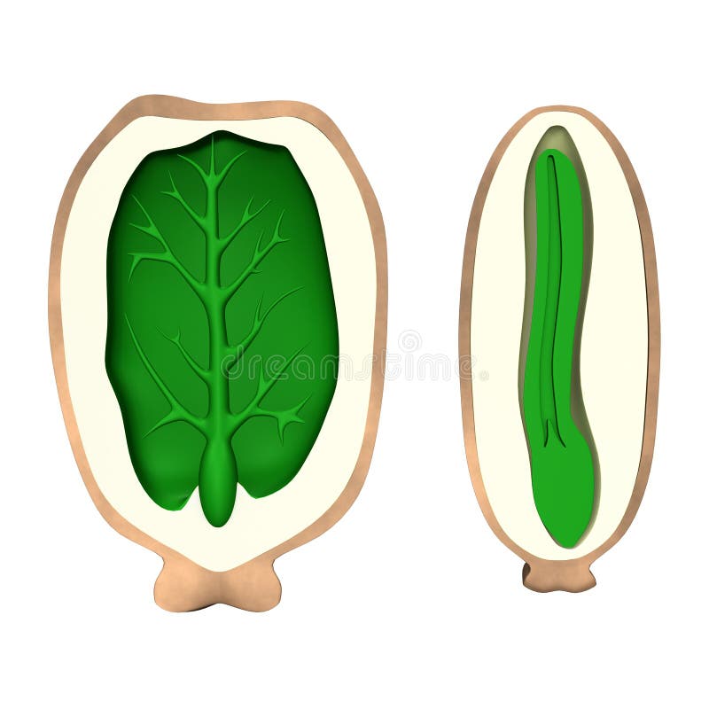 Endospermo De La Semilla De Ricino Stock de ilustración - Ilustración ...