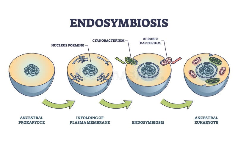 Endosymbiosis Process Stages with Symbiotic Living Organisms Outline ... Endosymbiosis Process Stages with Symbiotic Living Organisms Outline ...