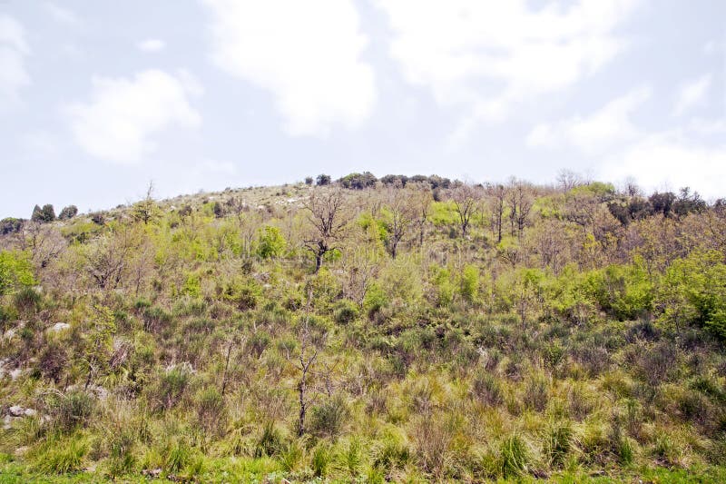 Mountaintop with the Sparse Forest. Stock Image - Image of hill ...