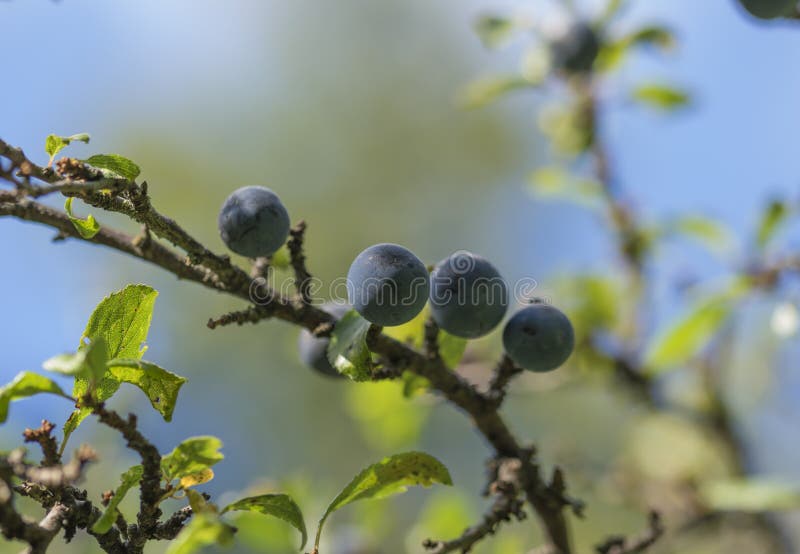 Endrinos (spinosa Del Prunus) Foto de archivo - Imagen de travieso ...
