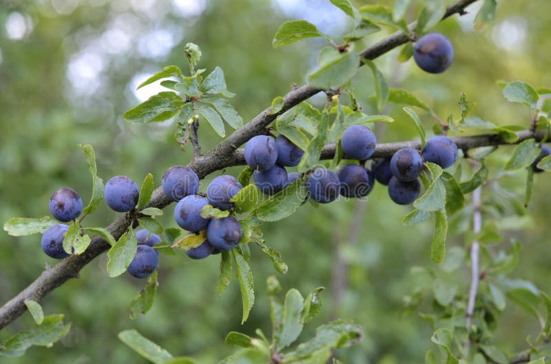 Endrinos (spinosa Del Prunus) Foto de archivo - Imagen de agricultura ...