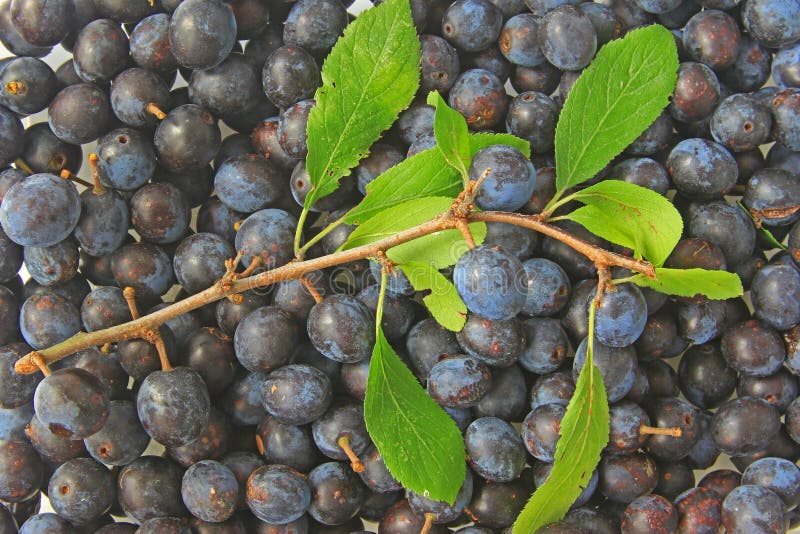 Endrinos foto de archivo. Imagen de hoja, blanco, follaje - 34863014