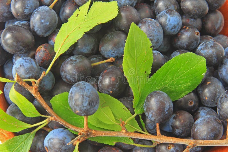 Las Frutas Del Spinosa Del Prunus Del Endrino Foto de archivo - Imagen ...