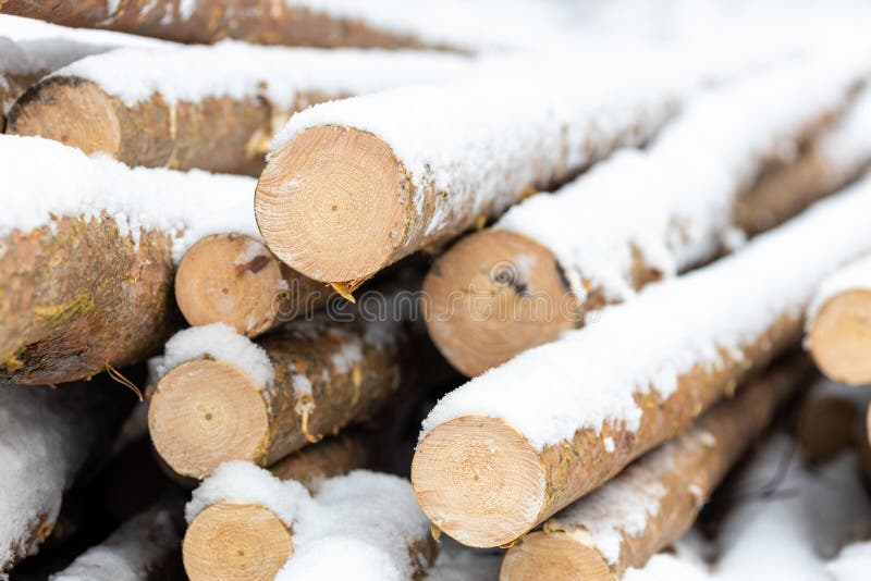 Ends of Cut Down Pine Trees on the Snow Stock Image - Image of forest ...
