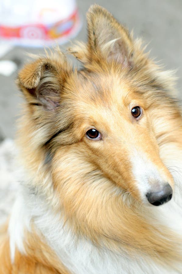 Berger De L'Ecosse (colley). Photo stock - Image du animaux, coupure ...