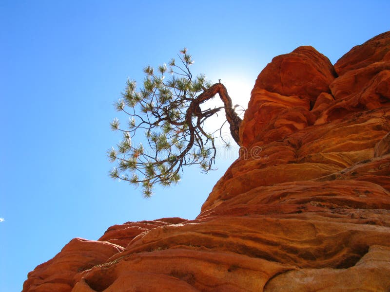 Endurance stock image. Image of clutching, outcrop, pine - 5167347