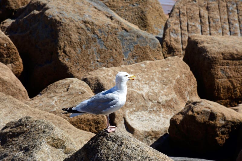 Seagull on the Rocks, Sidmouth, UK. Stock Image - Image of 40332endv ...