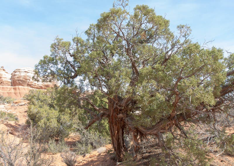 Árbol Del Enebro De Utah (osteosperma Del Juniperus) En Nieve Foto de ...