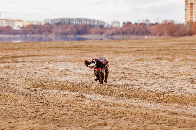 Energetic Brown Springer Spaniel Frolicking on Sandy Shore Stock Image ...