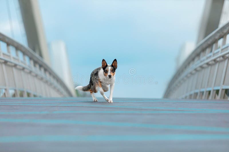Energetic Dog Running on Bridge. Border Collie Dog Stock Photo - Image ...