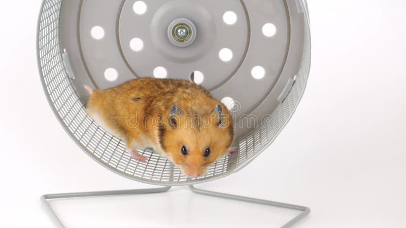 Energetic Hamster Running on Exercise Wheel in Motion Sequence Stock ...