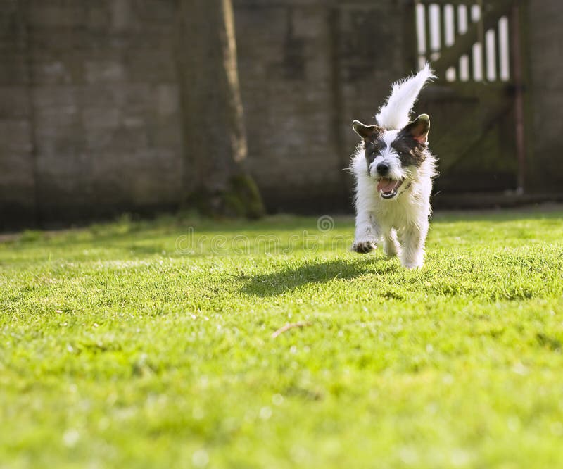 An Energetic Jack Russell Running Stock Photo - Image of animal, action ...
