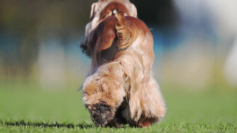 Energetic Red Spaniel Joyfully Runs through a Lush Green Field, Ears ...