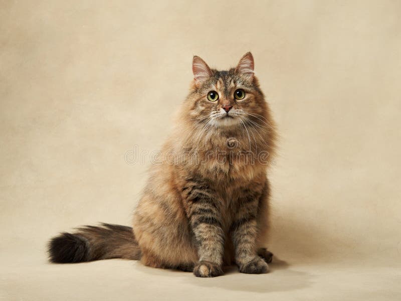 An Energetic Tabby Cat Stands Tall, Reaching Upwards with Focused ...