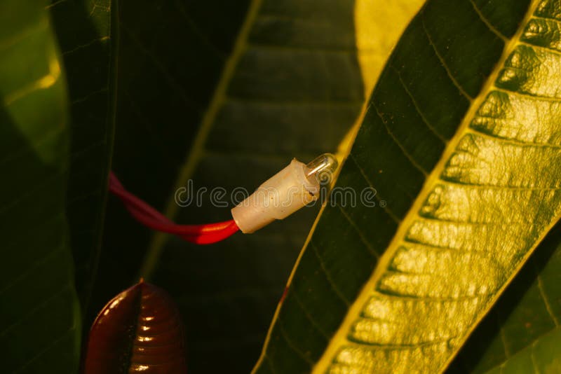 Light bulb and leaf. stock image. Image of punjab, bright - 165818843