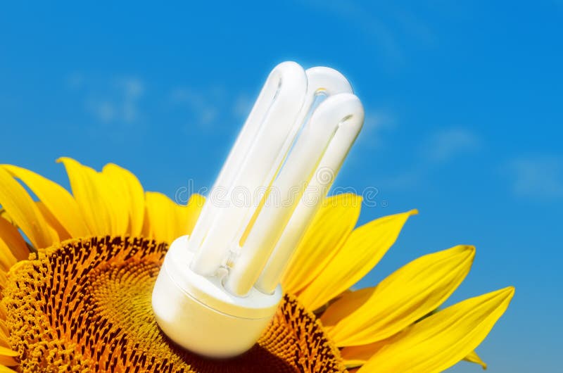 Energy Saving Bulb in Sunflower Stock Image - Image of concept ...