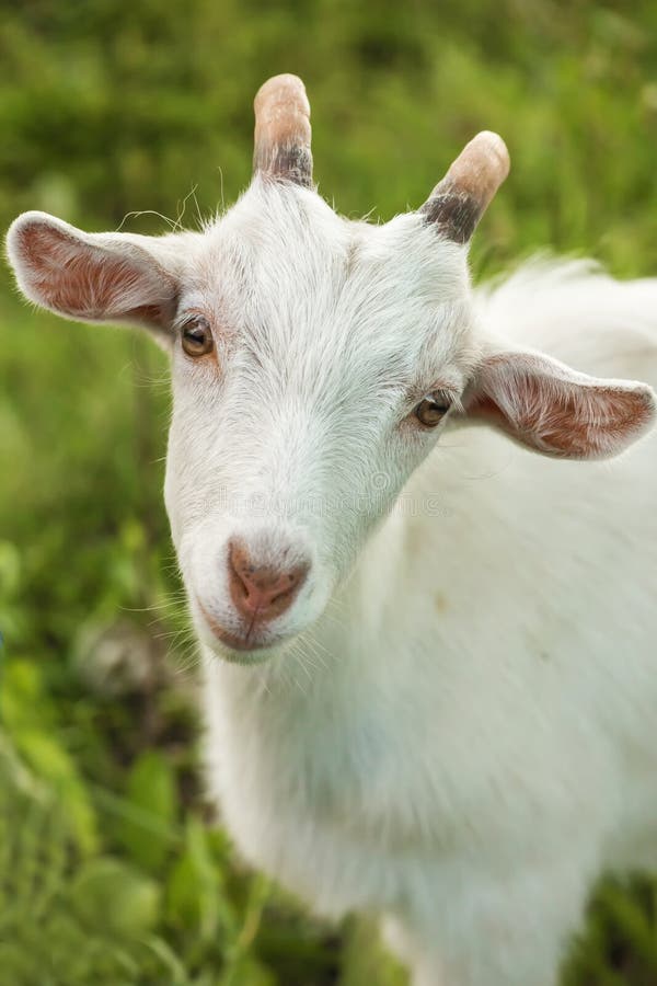 Jeune Chèvre Blanche Mignonne Image stock - Image du domestique, drôle ...