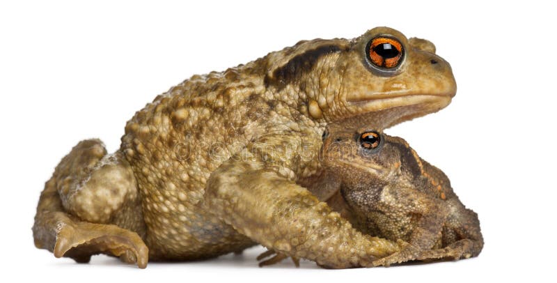 Crapaud Commun, Bufo De Bufo Photo stock - Image du longueur, blanc ...