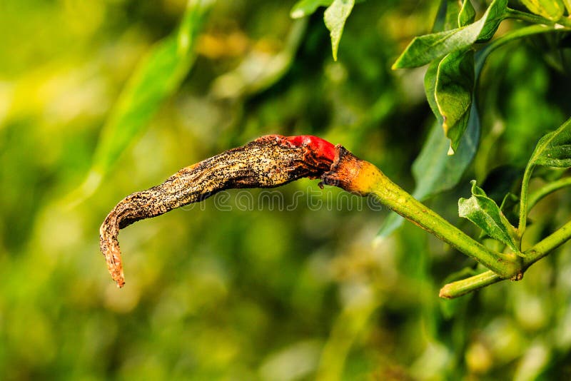 Enfermedad De La Antracnosis En Chiles Foto de archivo - Imagen de ...
