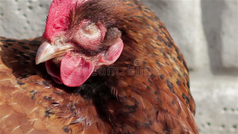 Enfermedad de pollos metrajes. Vídeo de gallo, pico, alimento - 69608576