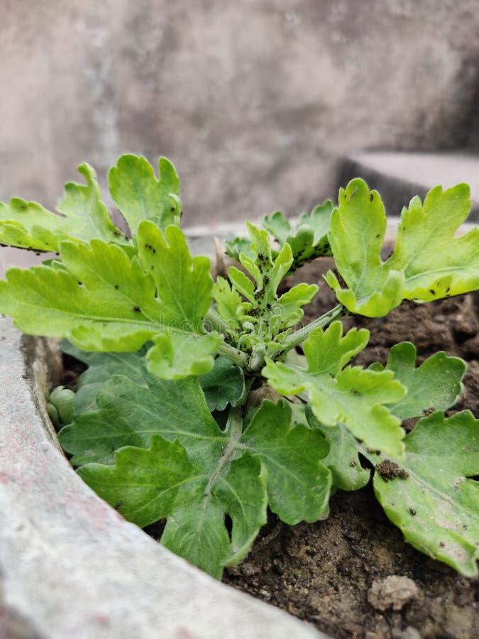 Enfermedad Planta Enferma Botiny Paste Lado Imagen de archivo - Imagen ...