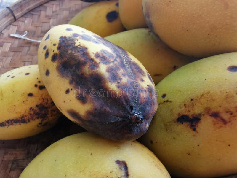 Enfermedad Vegetal Mango Fruta Podrida Imagen de archivo - Imagen de ...