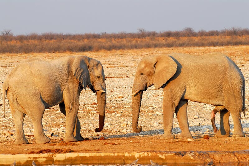 Enfrentando-se foto de stock. Imagem de cinzento, sorrir - 7170144