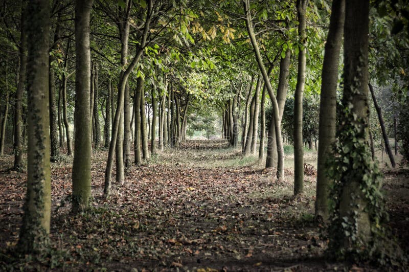 Enge bos stock afbeelding. Image of boom, gevoerd, ontzag - 12846763