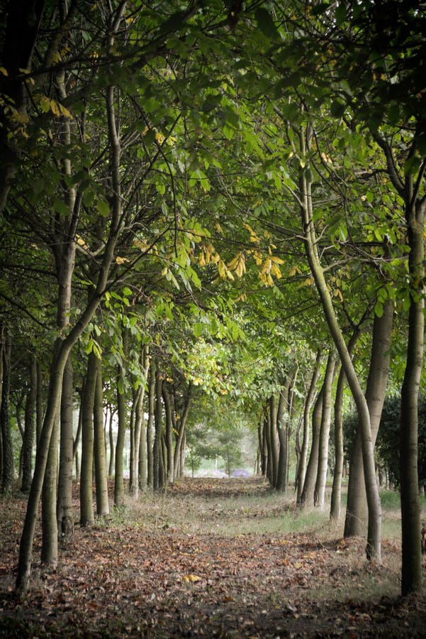 Enge bos stock afbeelding. Image of boom, gevoerd, ontzag - 12846763