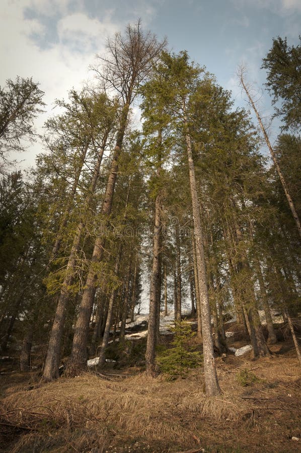 Enge bos stock afbeelding. Image of boom, gevoerd, ontzag - 12846763
