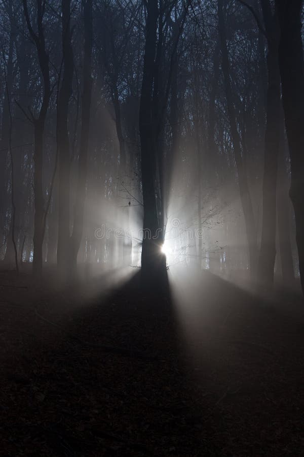 Eng bos stock afbeelding. Image of bomen, verschrikking - 25571031