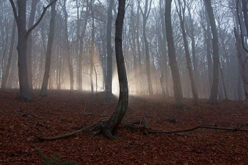 Eng bos stock foto. Image of zonsondergang, spookachtig - 25571102