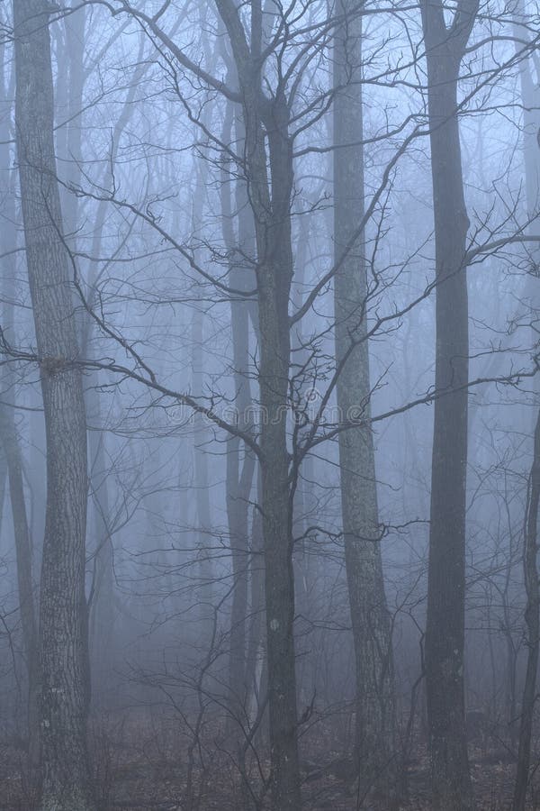 Eng bos stock afbeelding. Image of onweer, wintertijd - 5488715