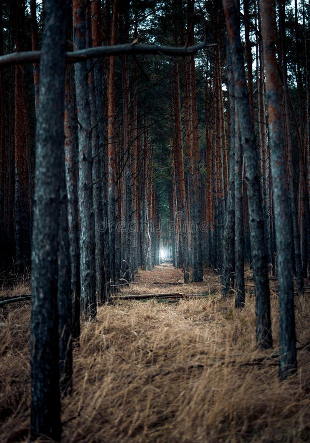 Eng Bos Bij Avond Met Licht Uiteindelijk Stock Afbeelding - Image of ...