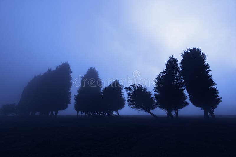 Eng bos bij nacht stock afbeelding. Image of neiging - 49254057