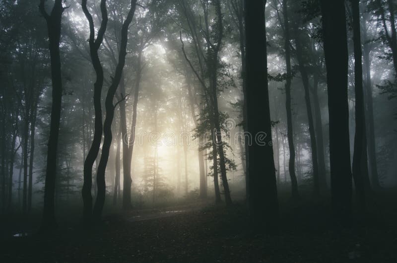 Eng Bos Met Mist Op Halloween Stock Foto - Image of achtervolgd ...