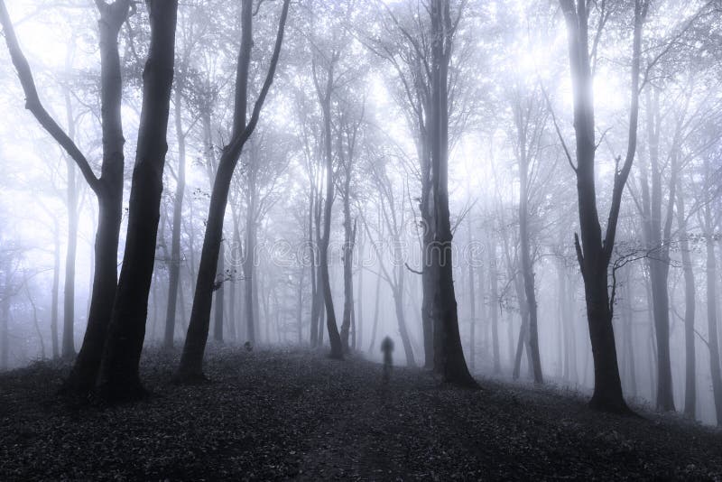 Engstig nevelbos stock afbeelding. Image of stemming - 50096813