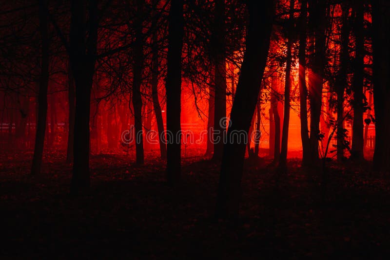 Engstig nevelig bos stock afbeelding. Image of magisch - 79263195