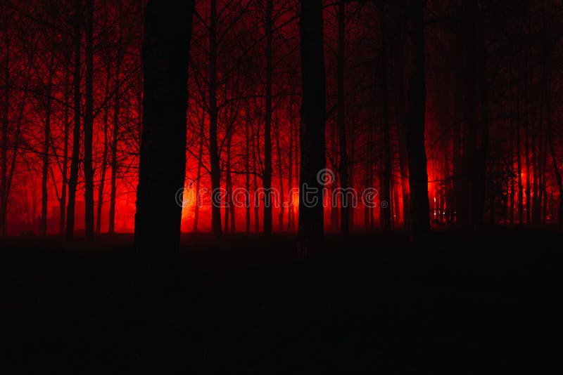 Engstig nevelig bos stock afbeelding. Image of magisch - 79263195