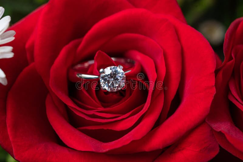 Engagement Ring Inside a Red Rose Stock Image - Image of celebration ...