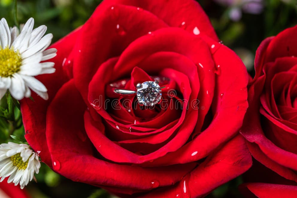 Engagement Ring Inside a Red Rose Stock Image - Image of celebration ...