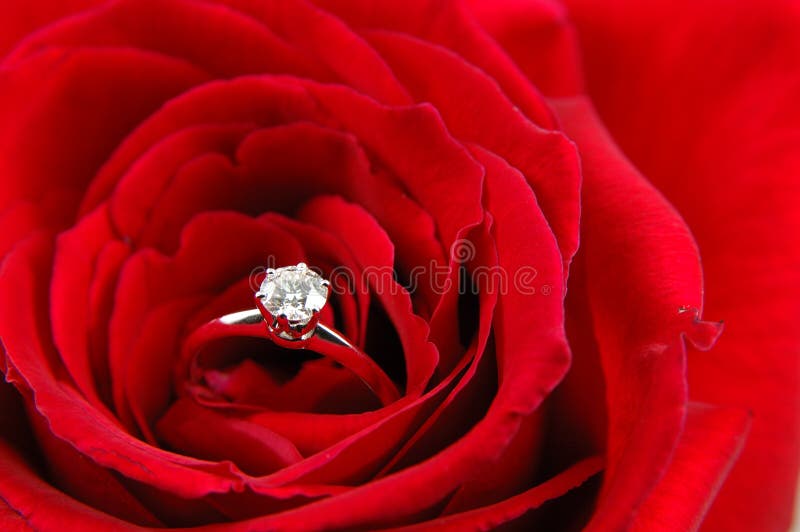 Engagement Ring in Red Rose Stock Photo - Image of jewelry, engagement ...
