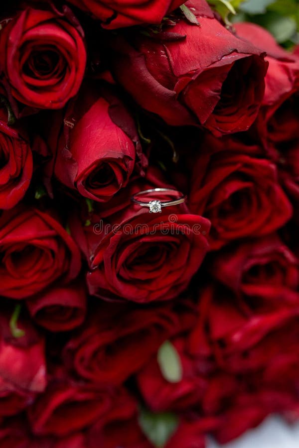 Engagement Ring in Red Roses , Gold Ring with Diamond Stock Image ...