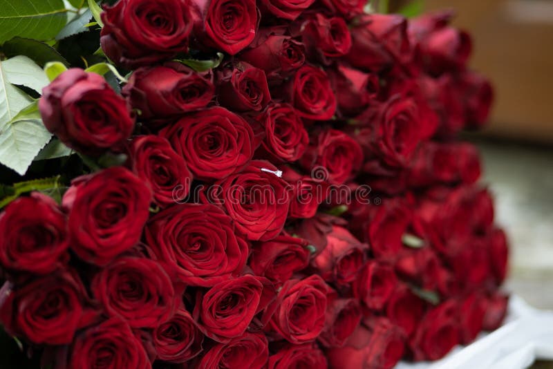 Engagement Ring in Red Roses , Gold Ring with Diamond Stock Image ...