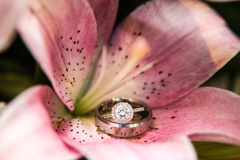 Engagement Rings in Pink Flower Stock Photo - Image of weddings ...
