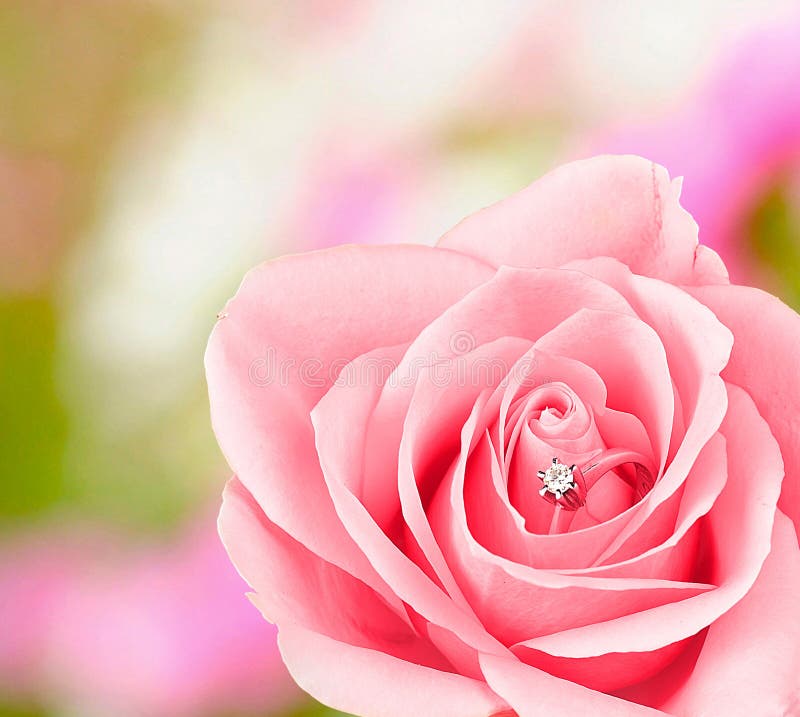 Engagement rose stock photo. Image of celebration, agreement - 37484324